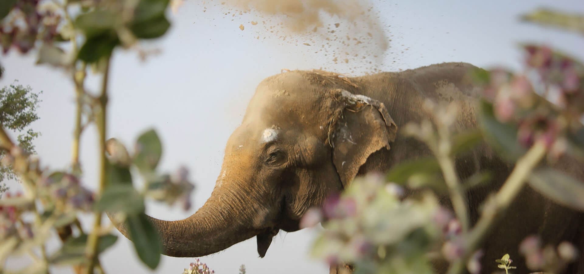 Bhola - Wildlife SOS