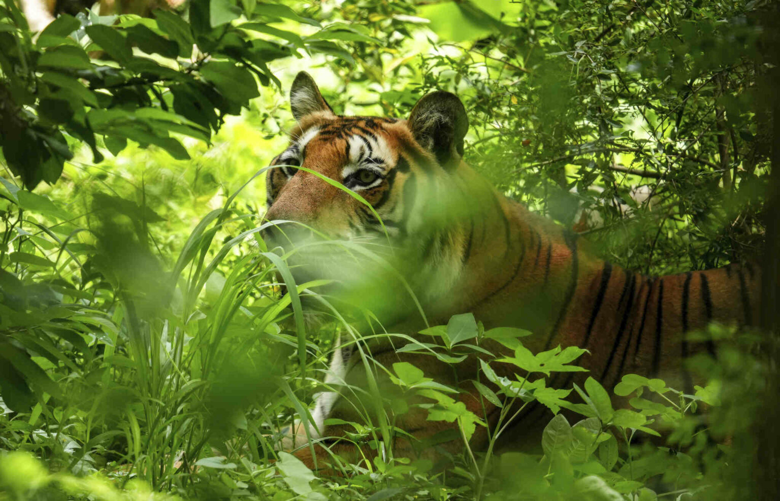 Tigers - Wildlife SOS