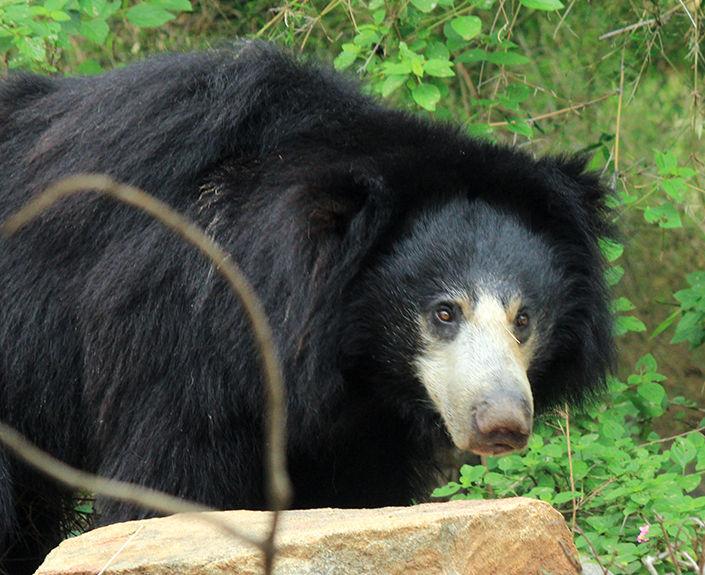 Bears - Wildlife SOS