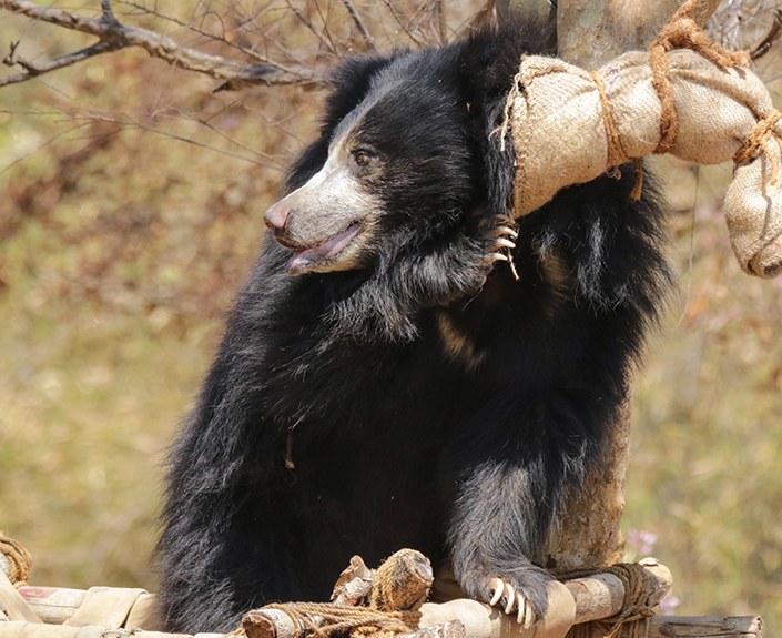 Bears - Wildlife SOS