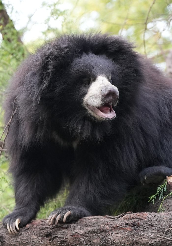Gracie Bear: From Captivity to Freedom - Wildlife SOS